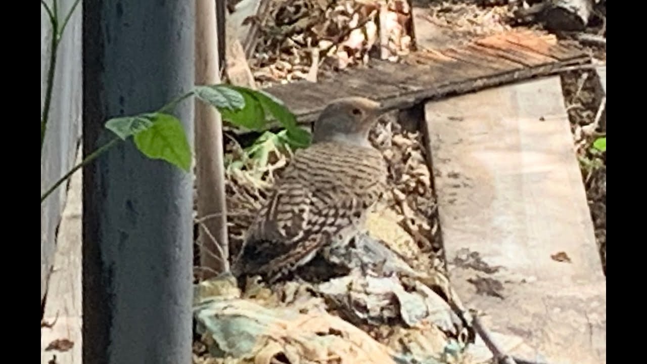 Flicker Flo Flies - YouTube