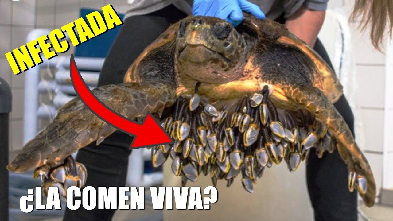 Percebes Parásitos comen vivas a los animales como las tortugas y ...