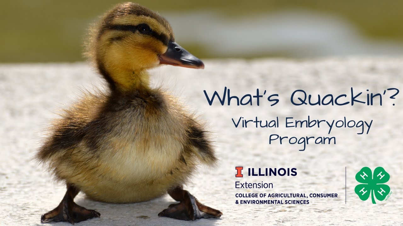 What's Quackin'? Quack Fact #18 - YouTube