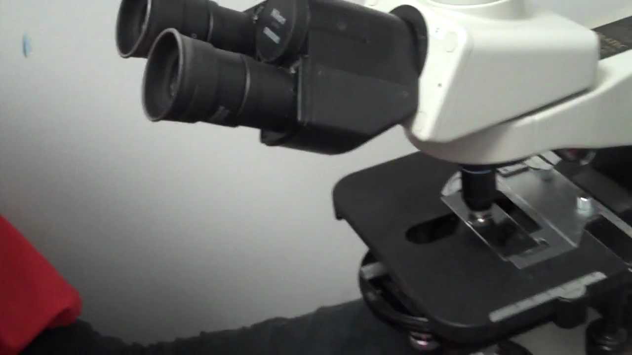 Phase Contrast Microscope, viewing the bacterial sample uner 400x - YouTube