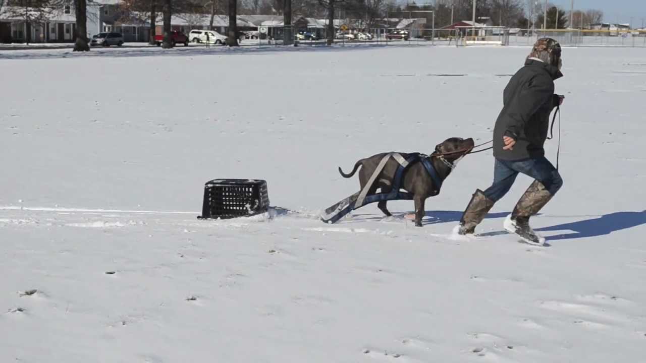 Pitbull Puppy's First Pulling Lesson in Snow - YouTube