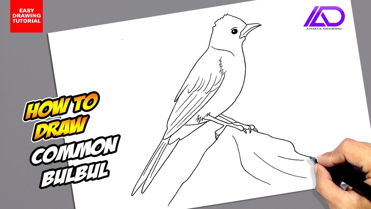 How to draw Common Bulbul Bird - YouTube