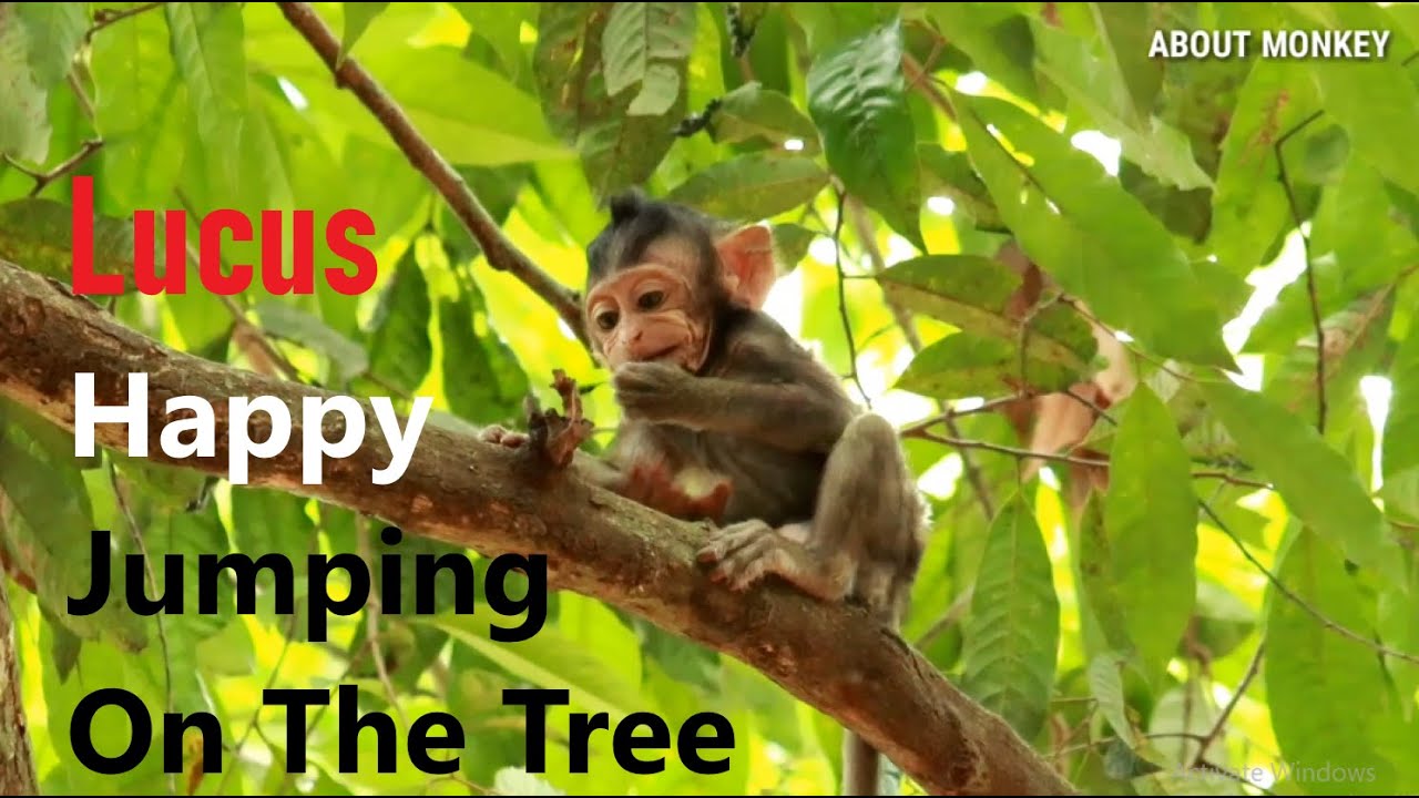 How Happy Baby Monkey Lucas Jump On The Tree,Poor Lucas got hit by Mom ...