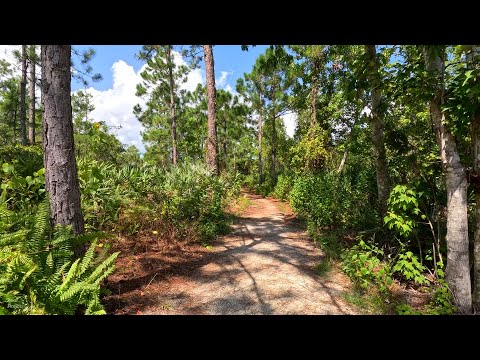 Kiplinger Trail 🌲🥾 | 4K | Virtual Hike | Stuart, Florida | Nature | FPV ...