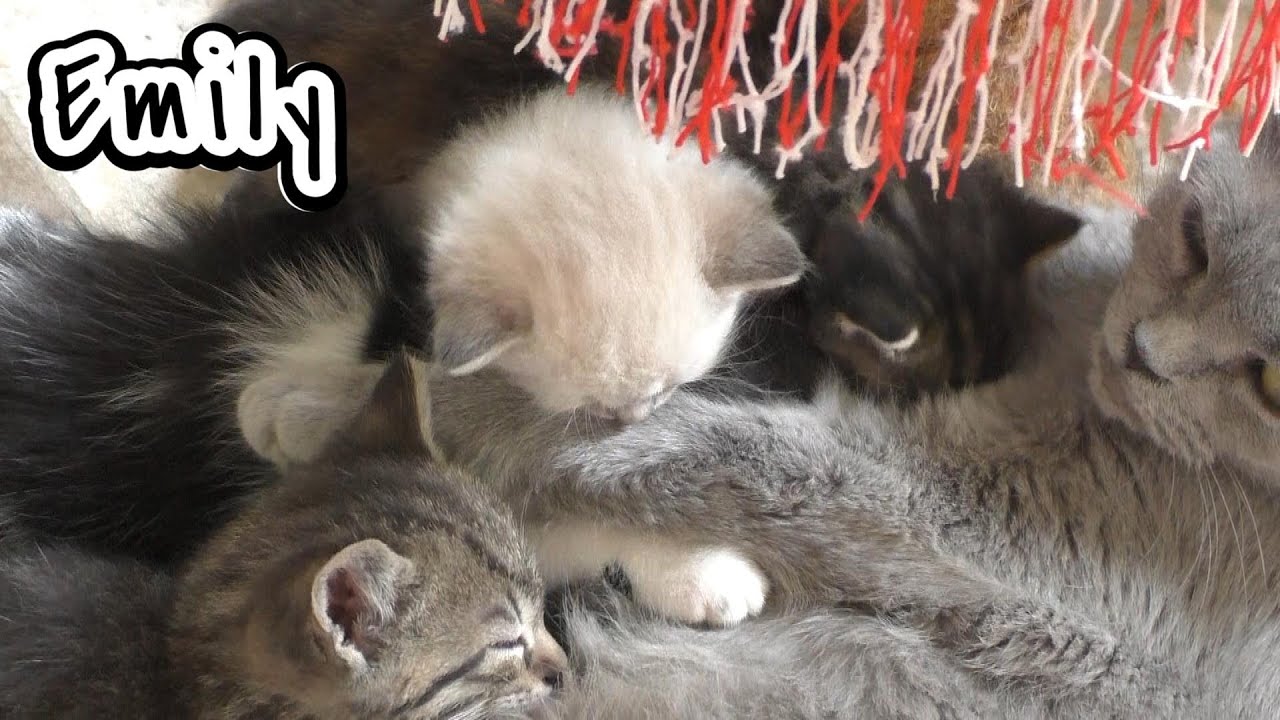 Emily Cat Nurses The Kittens! 😻 - YouTube