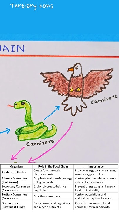 Food Chain Drawing 🤩 Draw a 4 level food chain and explain Easy Simple ...