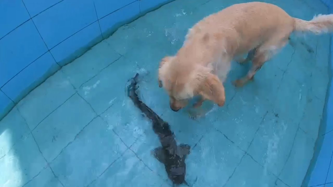 Golden Retriever Puppy Finds a Monster Fish! - YouTube