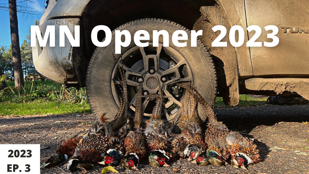 Minnesota Pheasant Hunting EP. 3 - YouTube