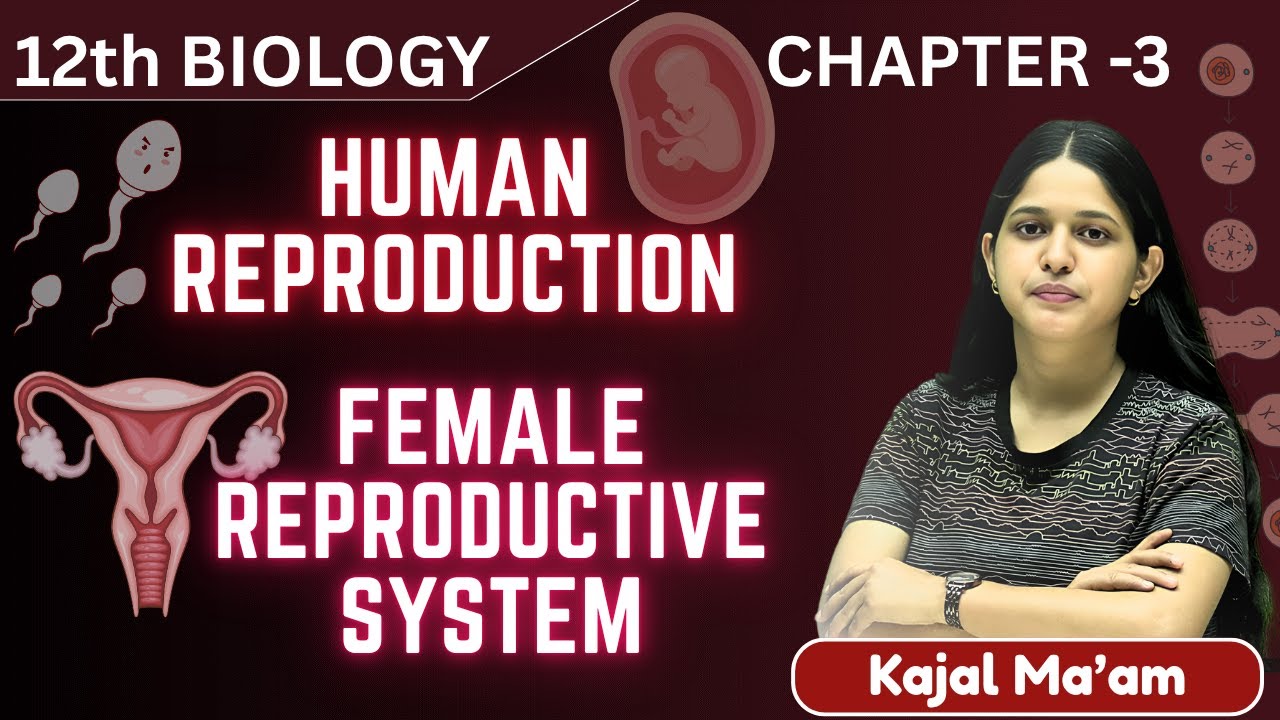 Female Reproductive System | Class 12 Biology Chapter 3 | NCERT | NEET ...