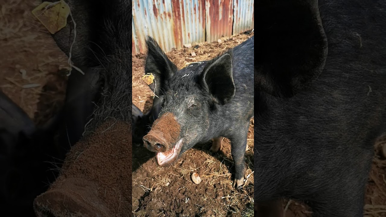 Feeding pigs. potato 2 - YouTube