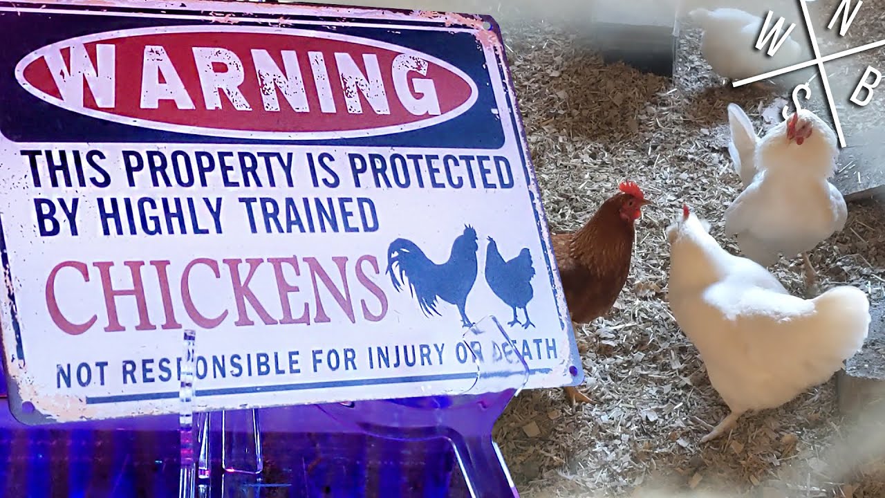 Funny Chicken Warning Sign - Unboxing & Review - YouTube