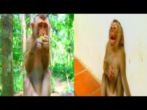 Oh My God Monkey Travo Cries Hungry For Food #shortvideo #cute # ...