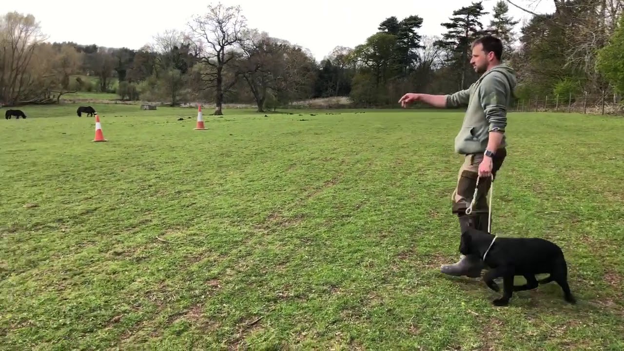 Treacle - black labrador in training. - YouTube