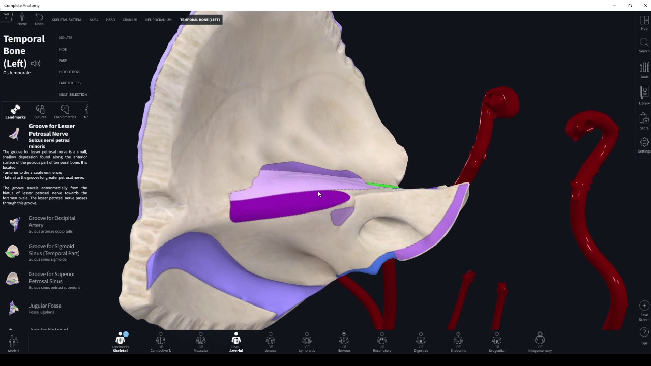 Anatomy of the Temporal bone. Canals of temporal bone - YouTube