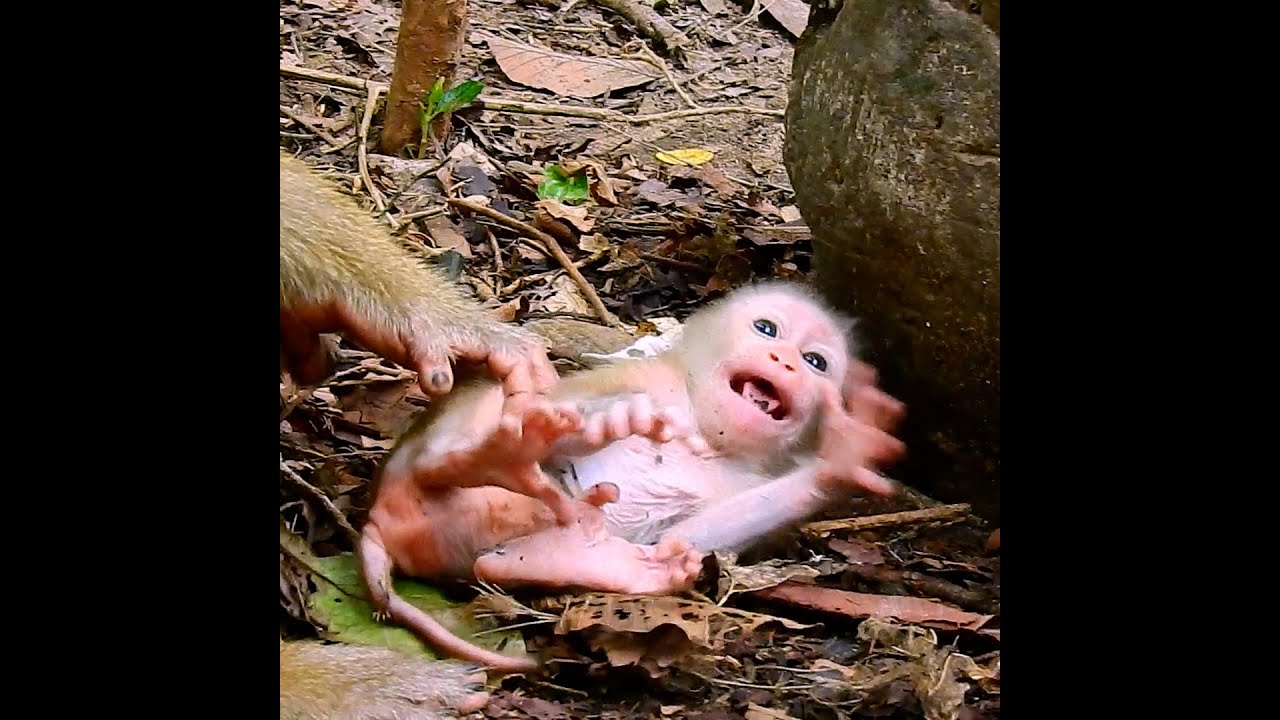 Million pity baby monkey Luno crying tantrum by mom Luna - YouTube