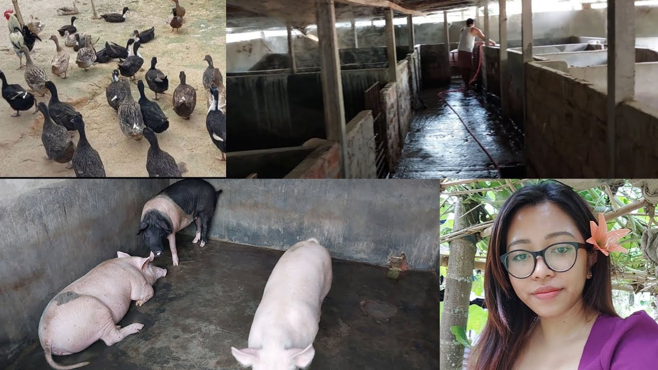 Our small piggy farm | chini chikonsa wak farm #villagelife # ...