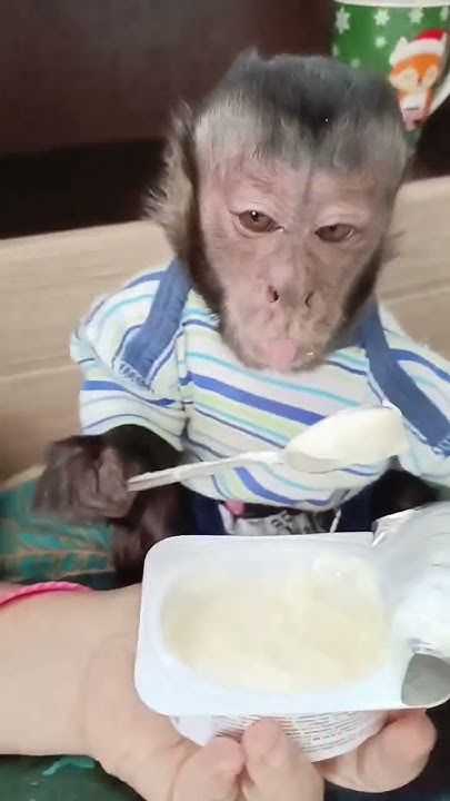 обезьянка Милана кушает ложкой самостоятельно #monkey #обезьяна # ...