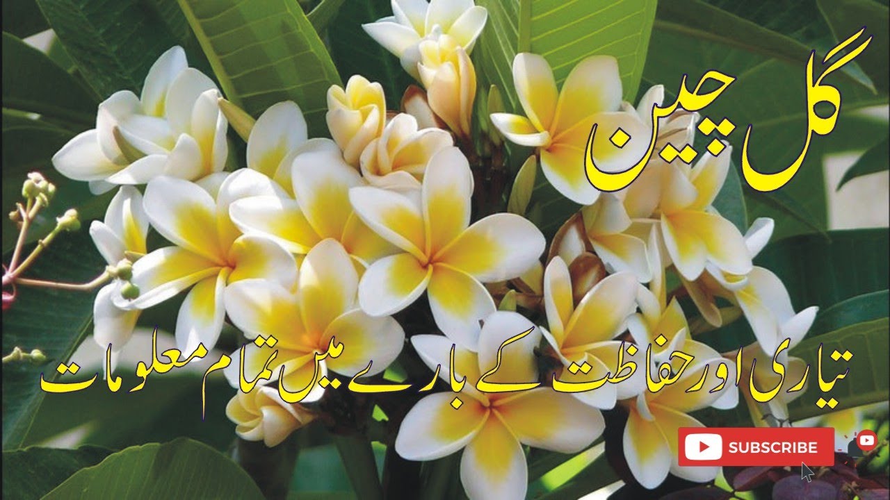 How to grow gul cheen plant | Plumeria and Frangipani Plant | gul cheen ...