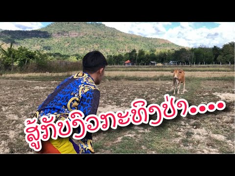 แบร์กิลลาว - ແບກຶ EP.4 - YouTube