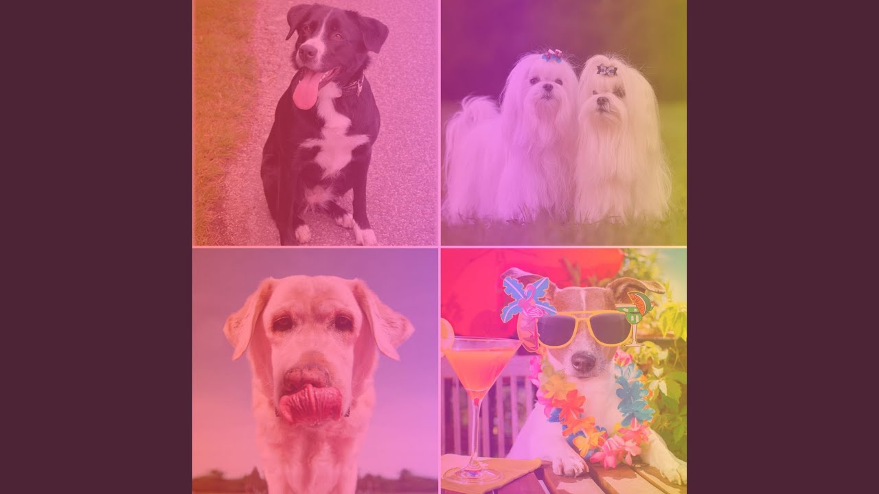 Trio Jazz Soundtrack for Playful Dogs - YouTube Music