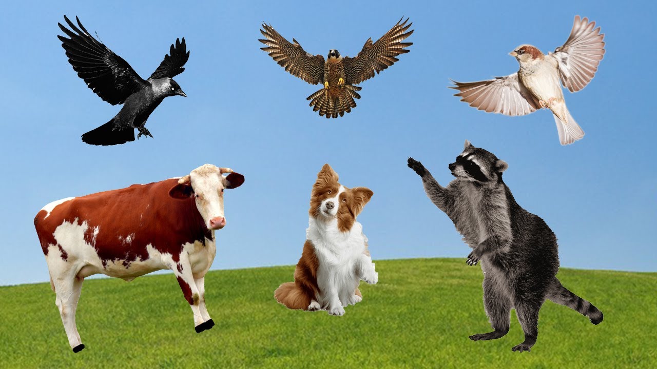 Cute animal videos The cutest animals ever! cow, horse, eagle, zebra ...