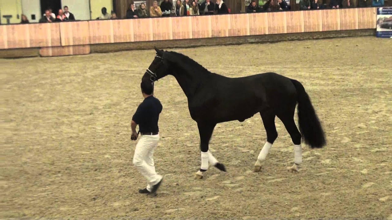 Daily Diamond(Daily deal x Fürst Heinrich) at stallionshow Dalhoeve ...