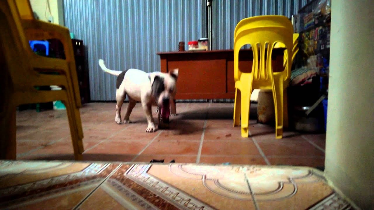 Gun- male - american bully - YouTube