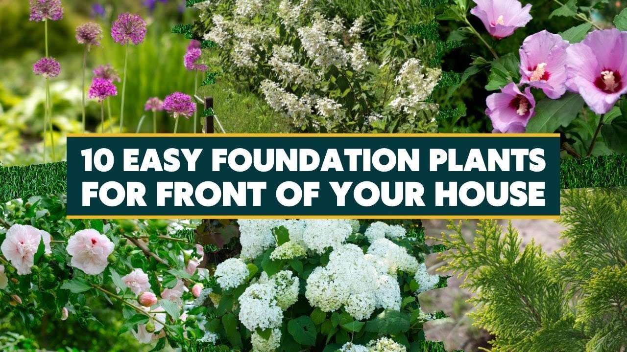 10 Easy Foundation Plants for the Front of Your House 🌳🌺🌻 - YouTube