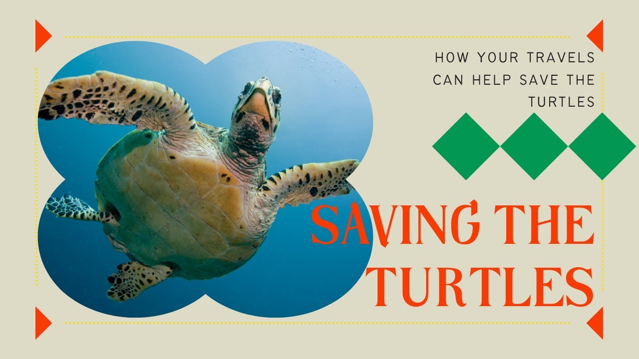 Turtle Conservation Projects - REGENERATIVE SAFARI VENTURES - YouTube