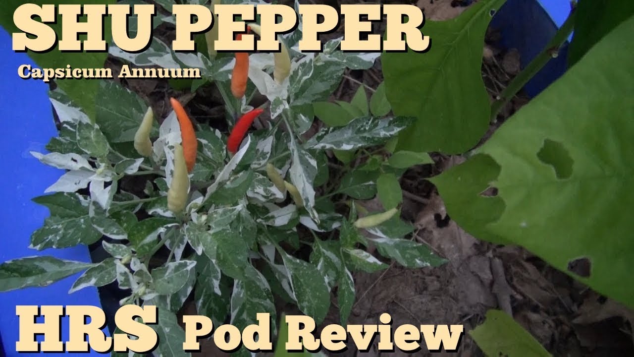 Shu Pepper | Capsicum annuum | Pod Review - YouTube