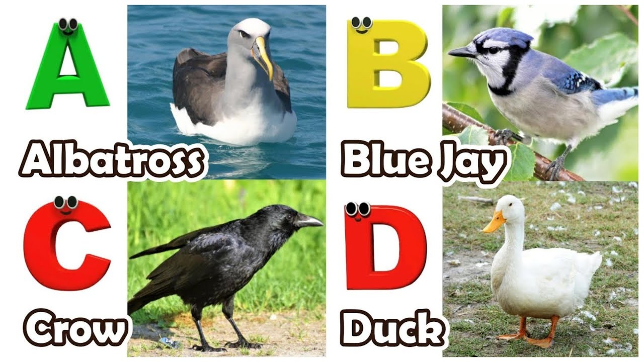 ABC Song | Birds 🕊️ ABC Song | Phonics for Kids | Baby Alphabet Letters ...