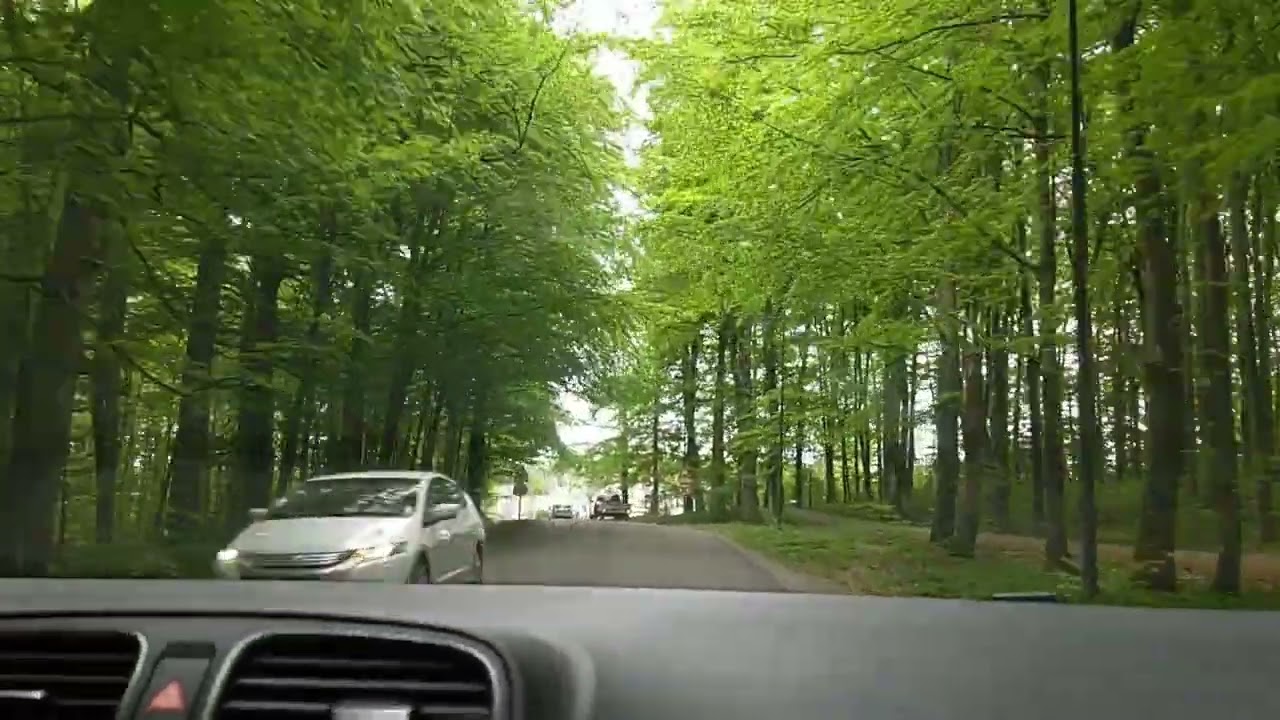 good view in the forest - YouTube