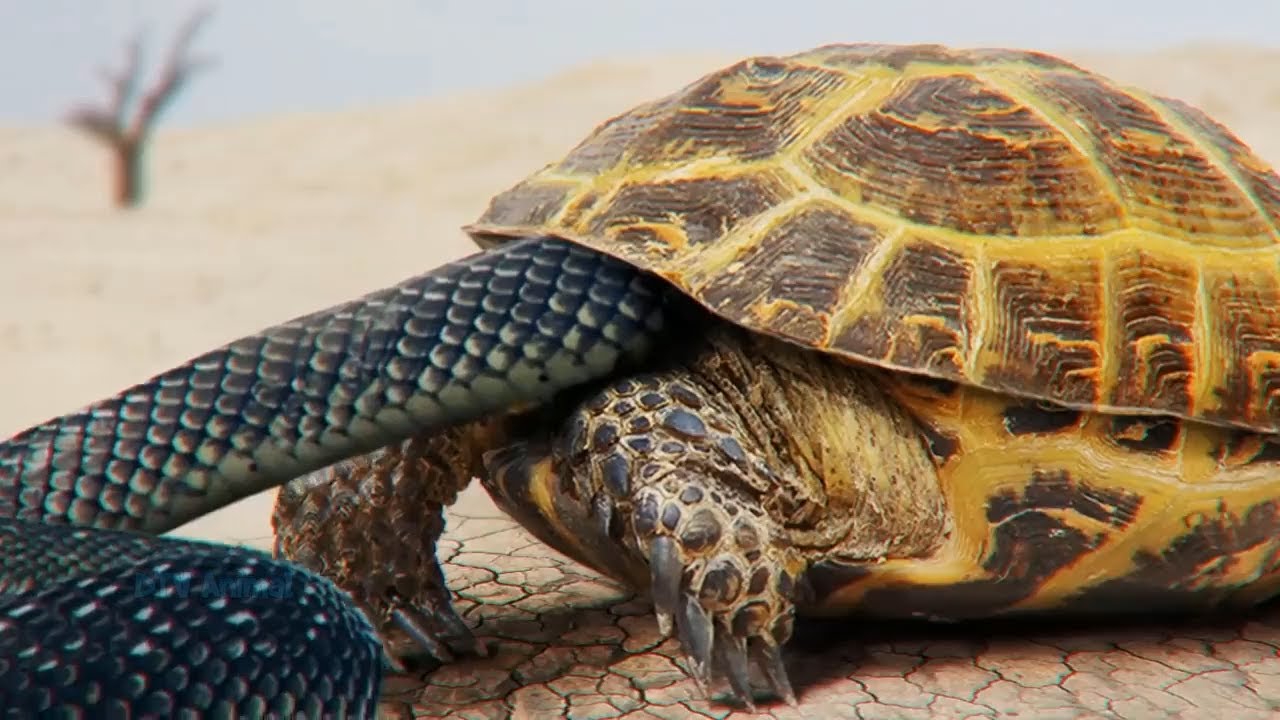 This Is How Turtles Defend Themselves Against Snakes - Tortoise Goes ...