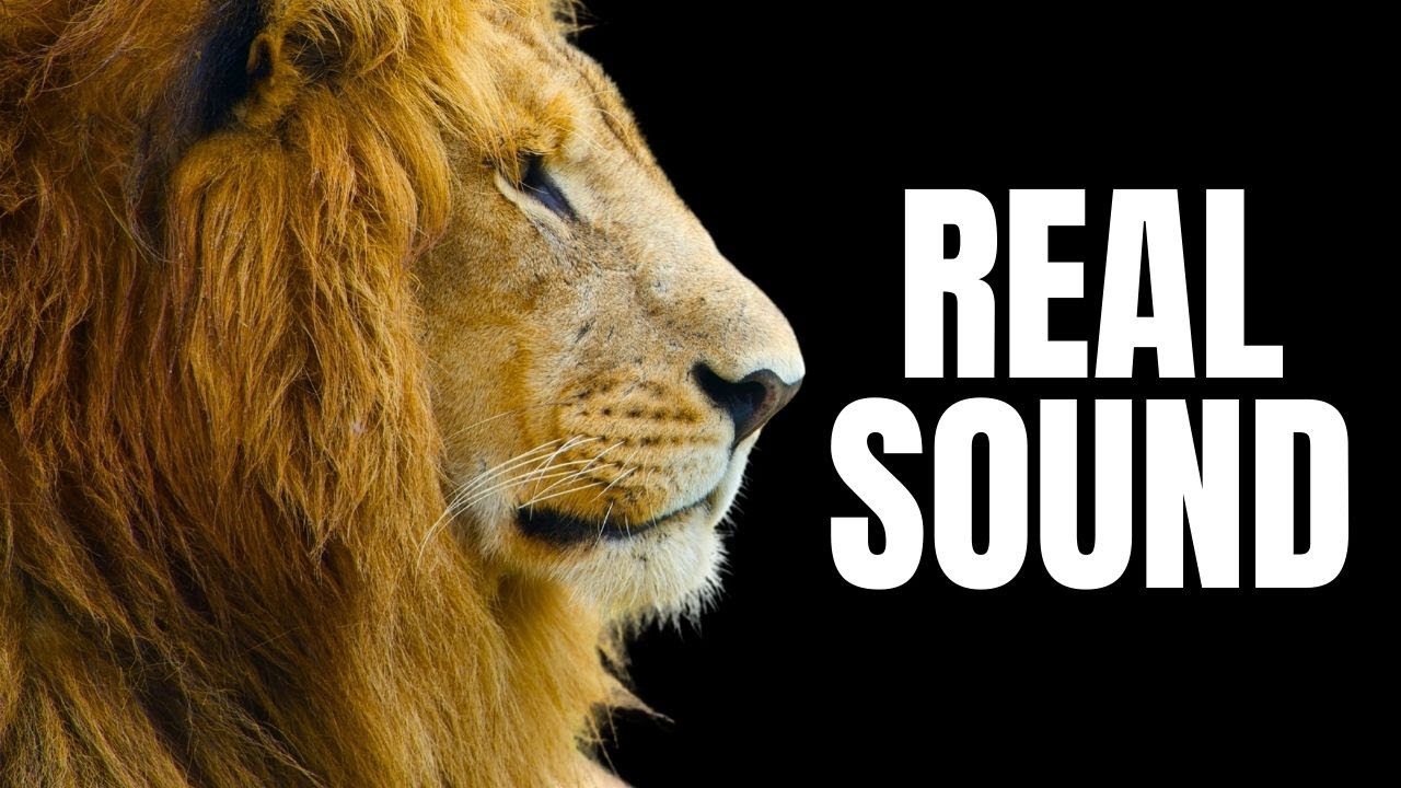 Awesome Lion Voice Sound | Roar of Lion | Love Pets - YouTube