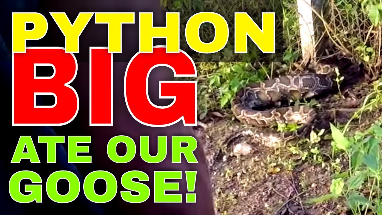 Farm Life - A BIG Python ate our Goose! - YouTube