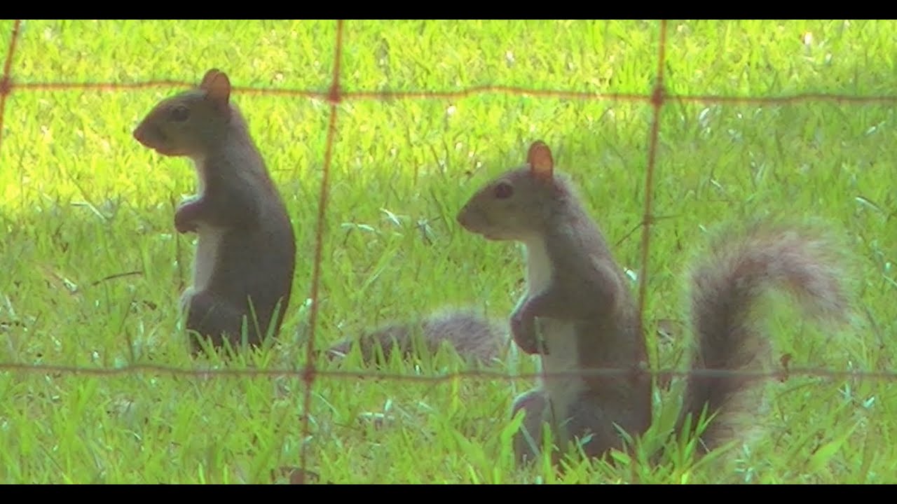 Squirrels playing and foraging. - YouTube