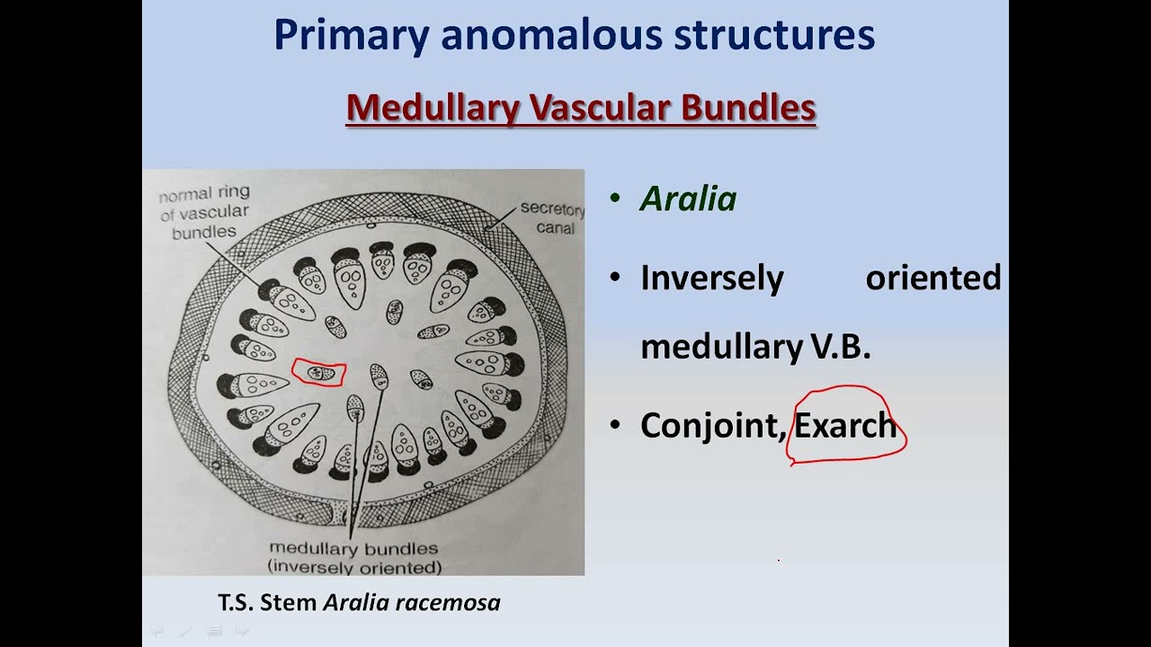 Vascular Bundles