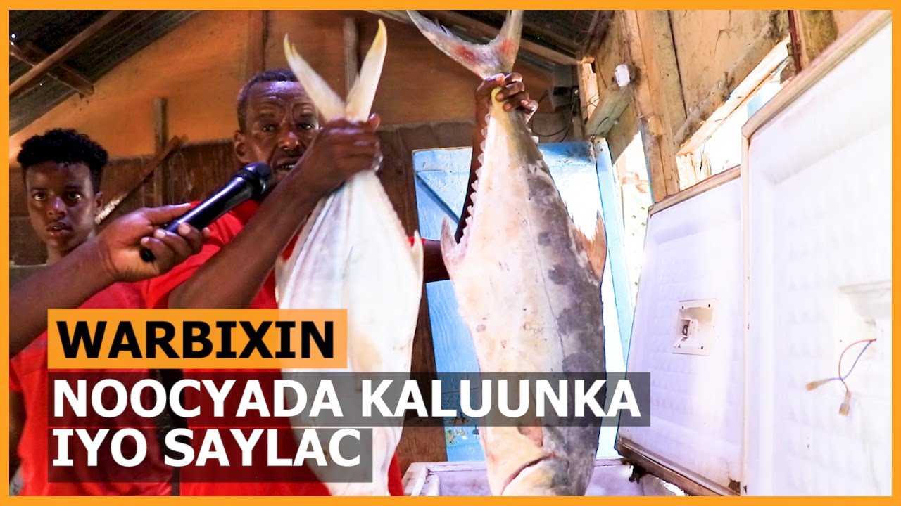Noocyada Kaluunka Laga Isticmaalo Magaalada Saylac Iyo Caqabahada ...
