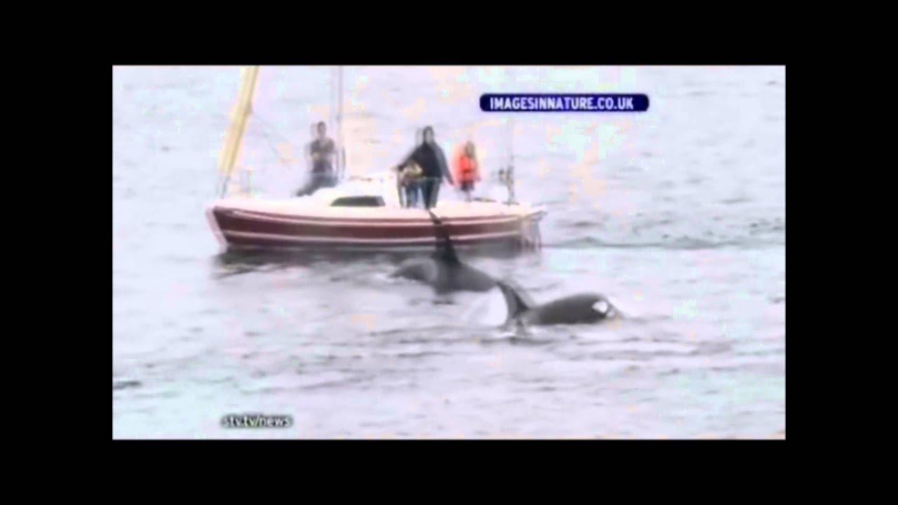 STV News Killer Whales in Shetland by Lee Mott - YouTube