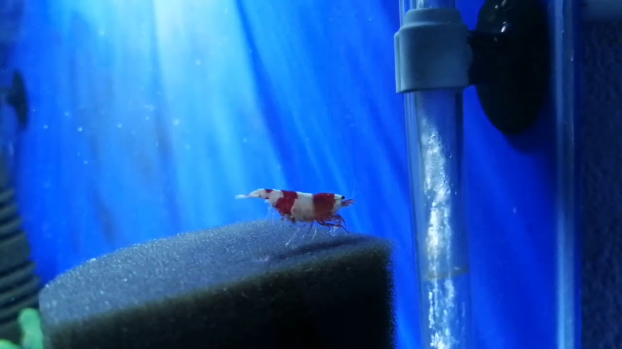 CRS shrimp giving birth - YouTube