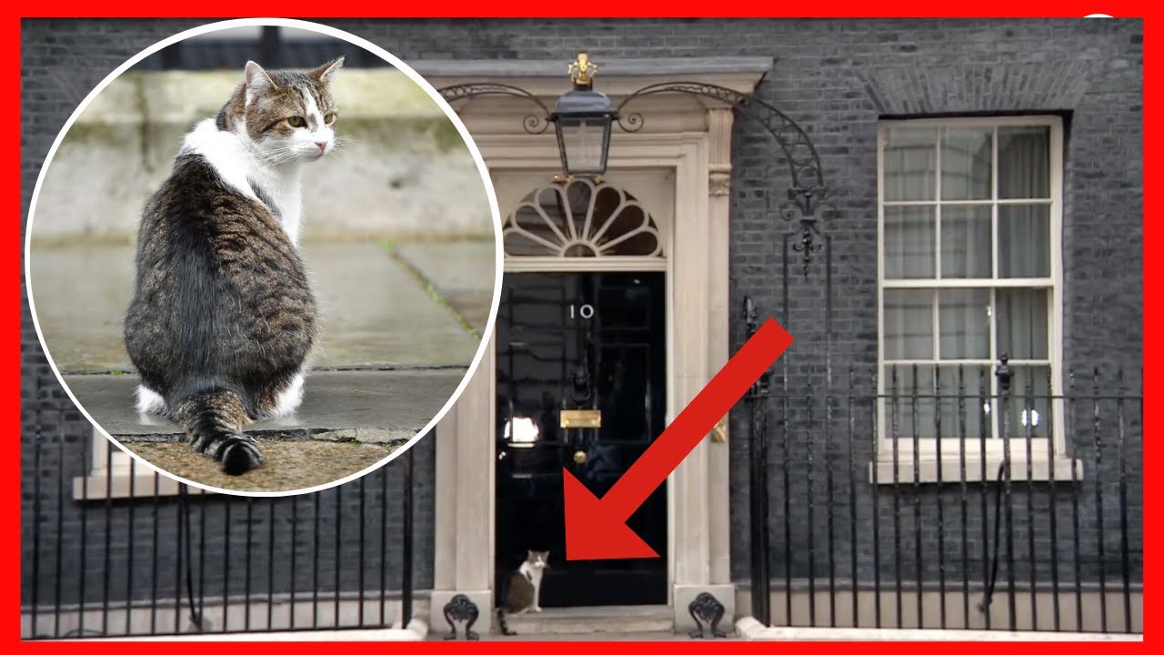 Larry the Cat refuses to enter 10 Downing Street while Boris Johnson ...