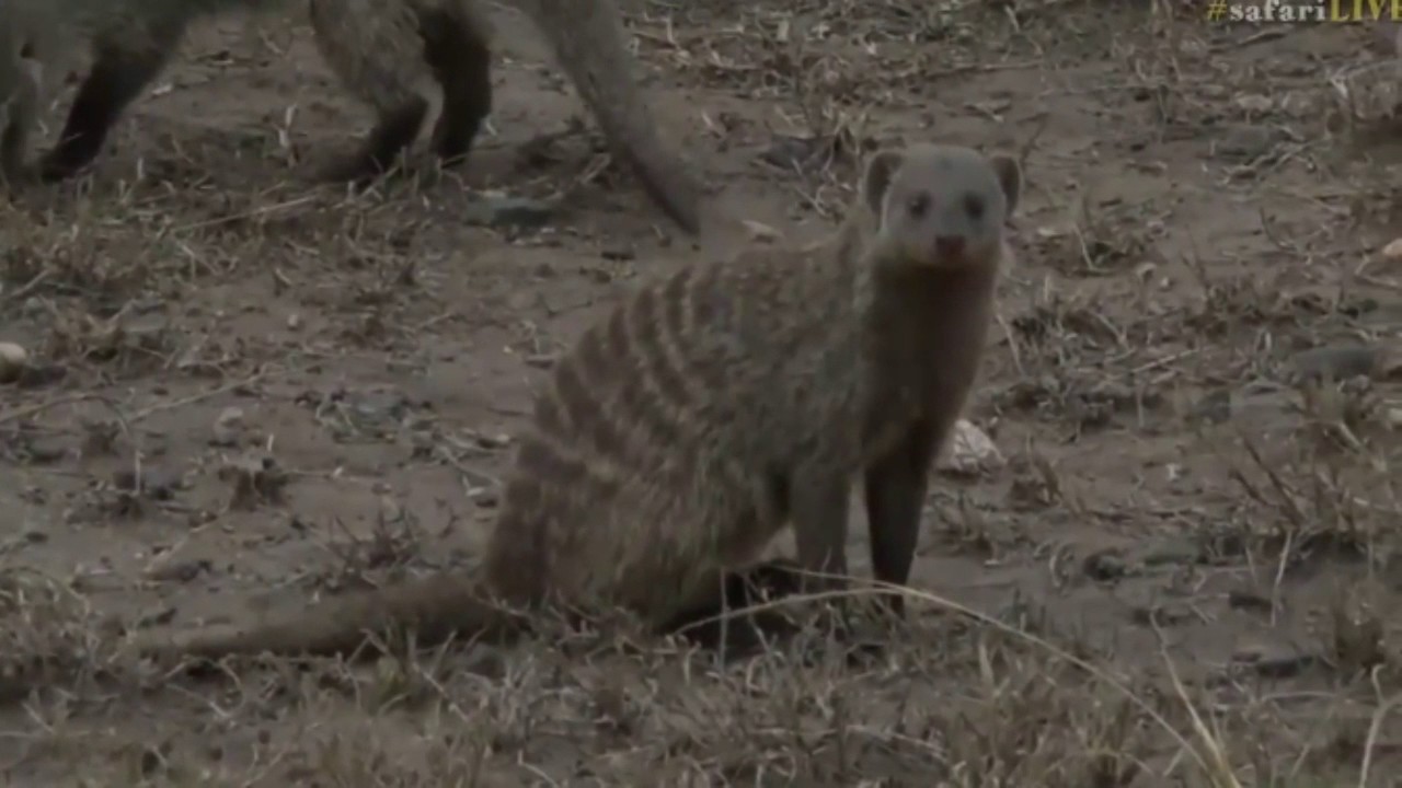 June 30, 2017- Sunset- As the Banded Mongoose say- so many places to ...