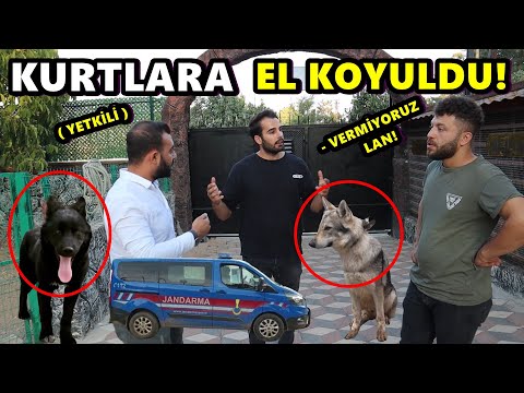 KURTLARA EL KOYDULAR! ( ŞİKAYET GELMİŞ )