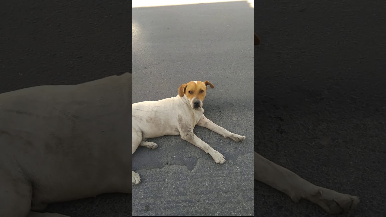 perro atropellado 2 😭😭😭😭🚕🐕 - YouTube