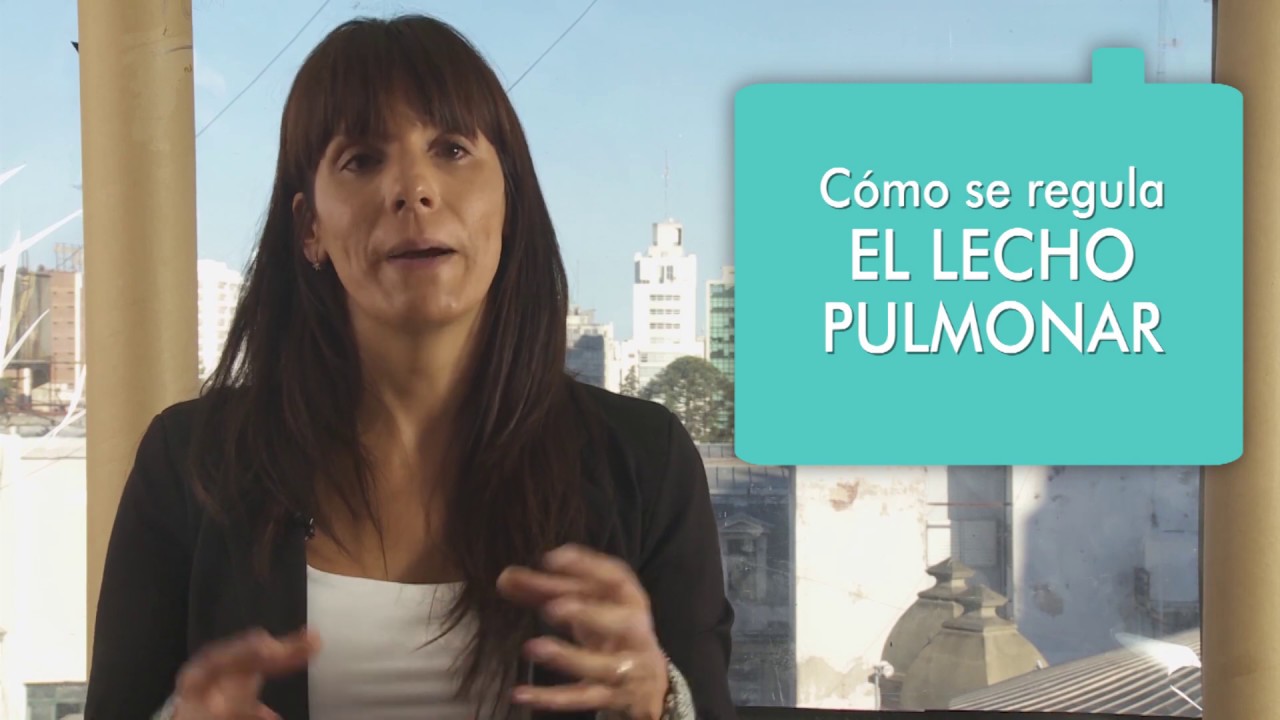 ANATOMÍA: Lechos vasculares - Parte 1 - YouTube