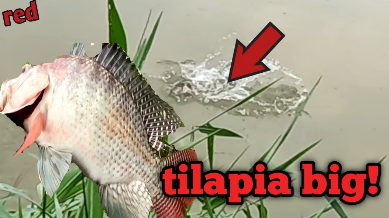 Fishing tilapia..!! rekor baru mancing ikan nila dagu merah - YouTube