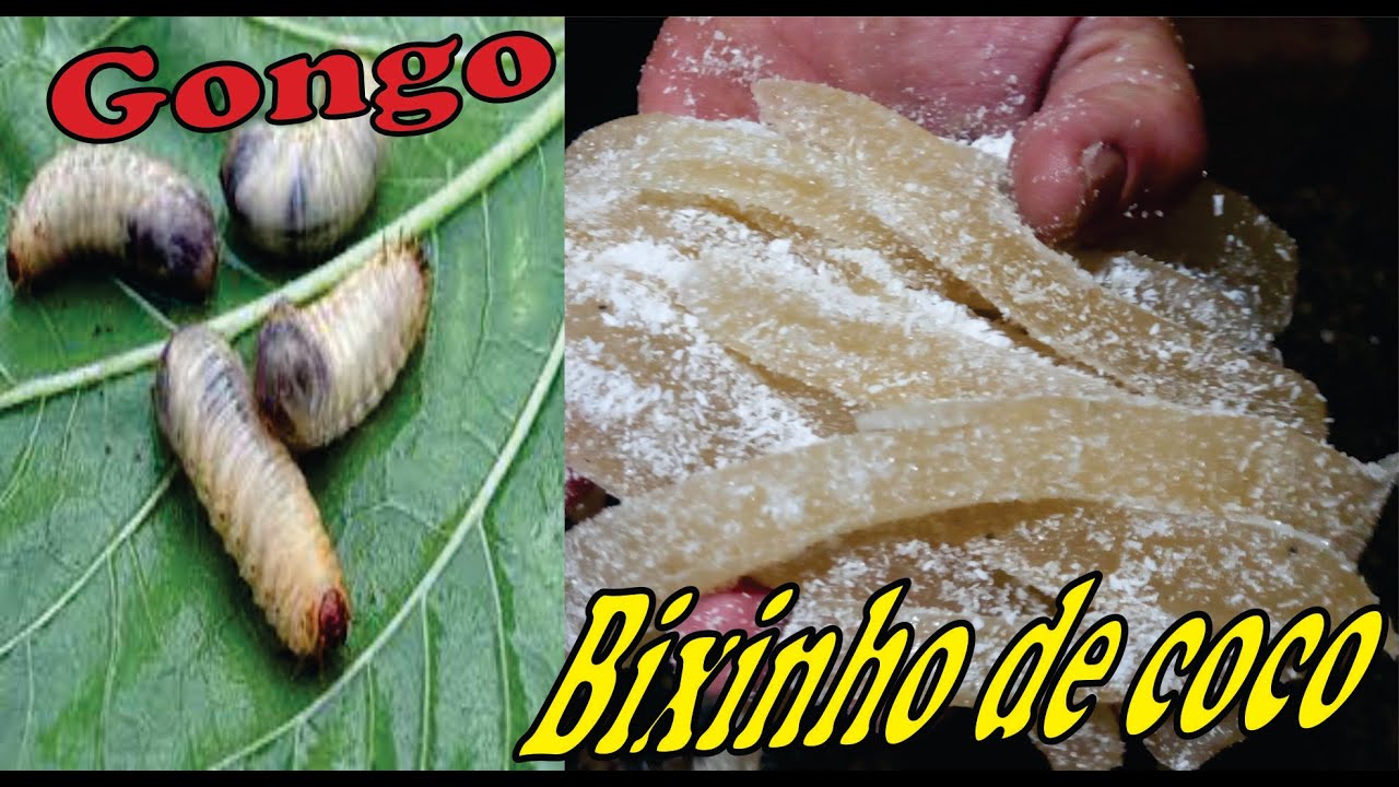 Bixinho de coco Gongo Bichinho não procure não compre não crie faça ...