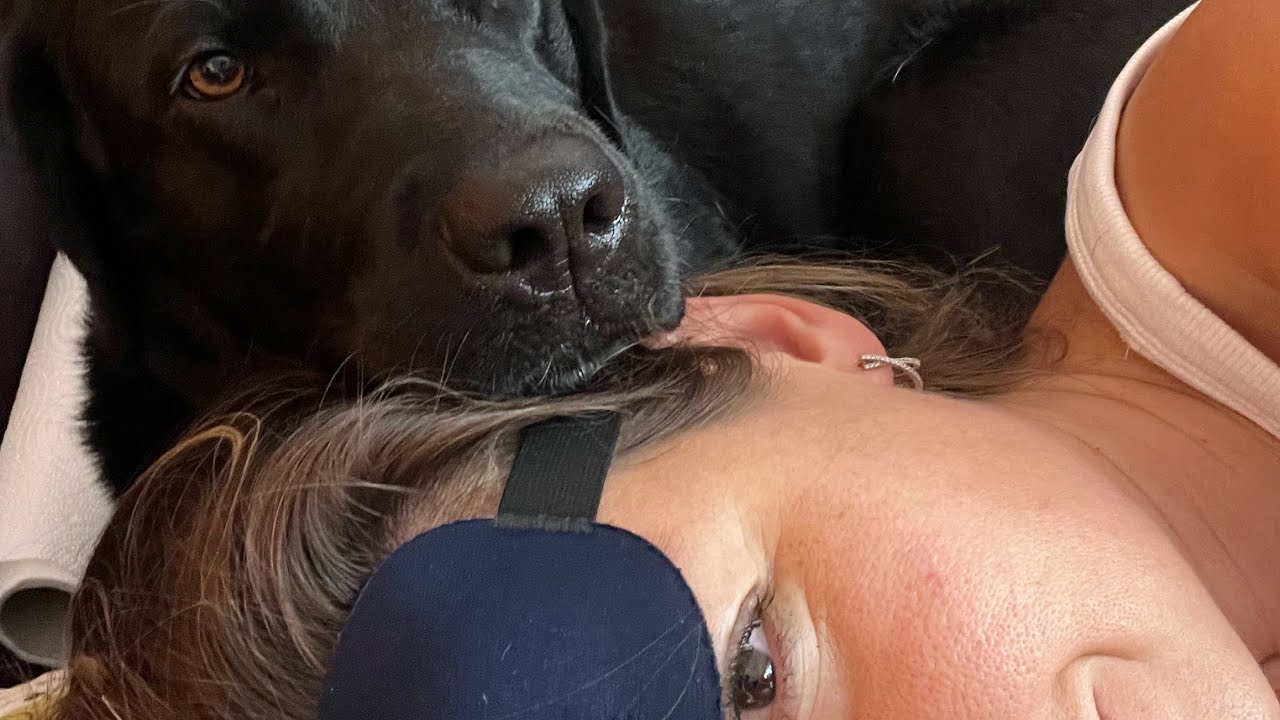 How my Labrador is waking me up in the morning 👻🤣 Unconditional love ️ ...