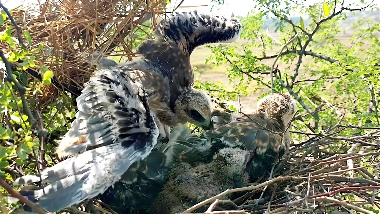 Black winged babies getting their wings ready for first flight ...