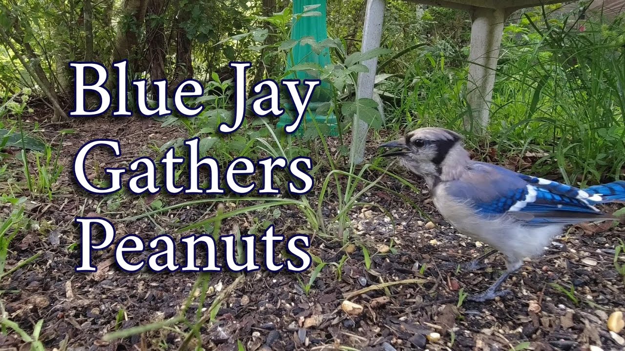 Beautiful Blue Jay Gathers Peanuts - YouTube